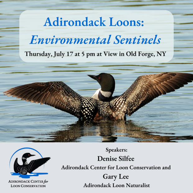 Loon Conservation Talk at View Arts Center | View Arts Center