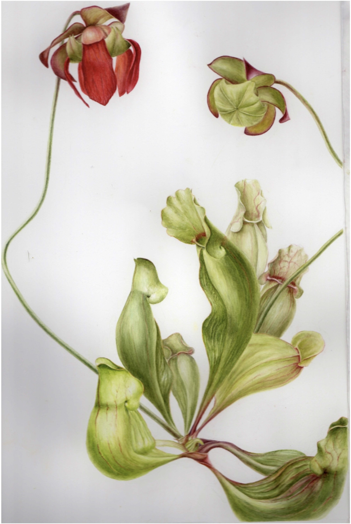 The Art & Science of Botanical Illustration | View Arts Center