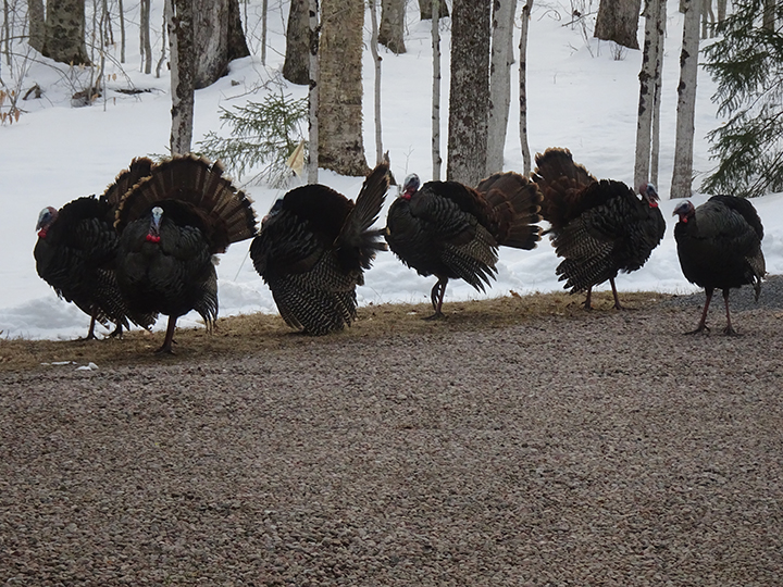 Outdoor Adventures in the Adirondack Region of Upstate NY | View Arts ...